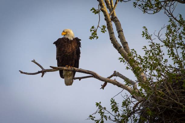 Free picture: bald, eagle, natural habitat, eagles, nest, tree