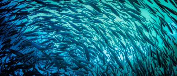 Free Stock Photo of School of Fish Swimming in the Ocean | Download ...