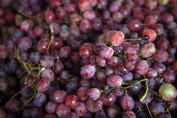 Free Stock Photo of Bunch of red globe grapes on white | Download Free ...