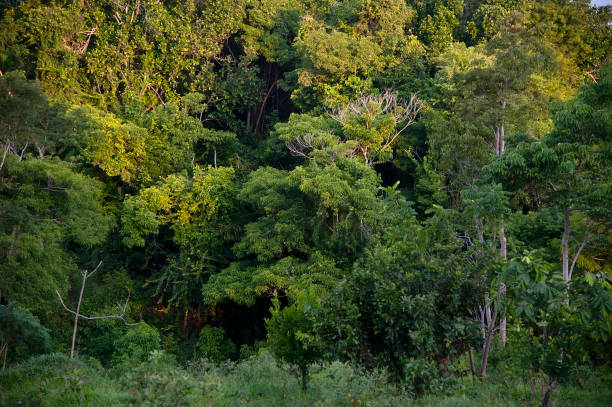 Floresta Pictures | Download Free Images on Unsplash
