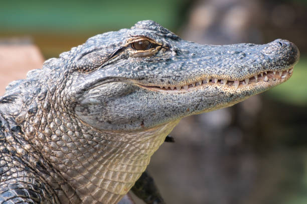 Free Stock Photo of Close Up of Alligators Face With Blurry Background ...