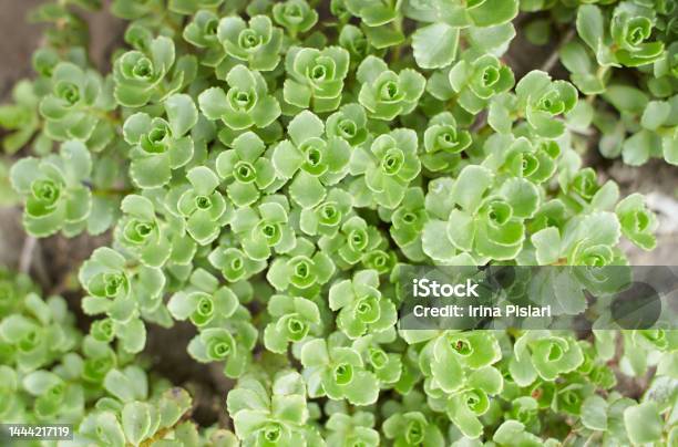 Green Plant Of John Creech Stonecrop Sedum Spurium Summer Glory Green Roof Plants In The Garden