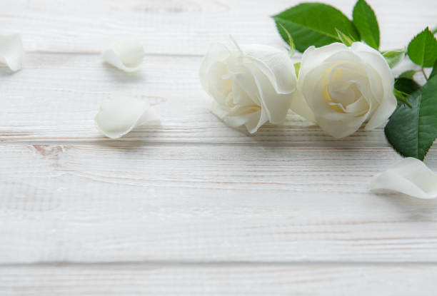 Free Stock Photo of White Rose With Green Leaves on Wooden Background ...