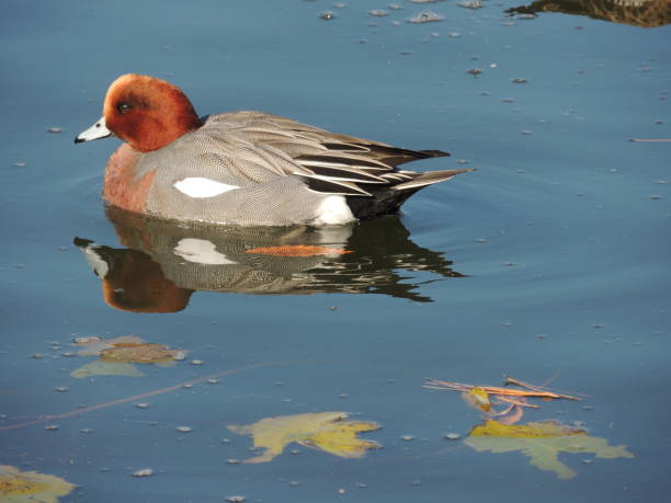 Free picture: duck, nature, wildlife, beak, animal, bird, wild, drake ...