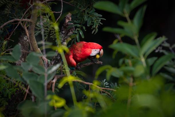 Arara Pictures | Download Free Images on Unsplash