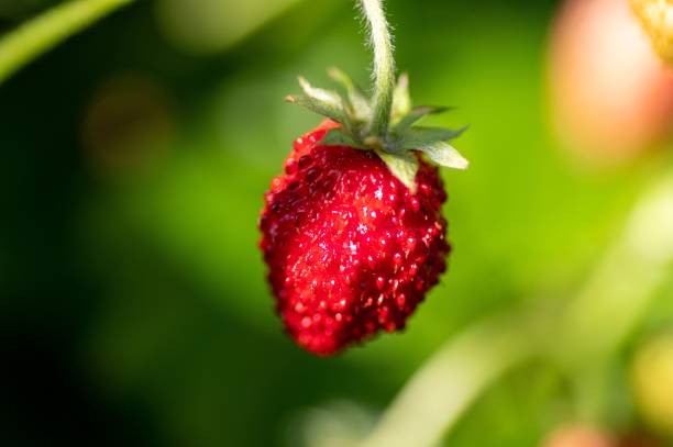 Straberry Pictures | Download Free Images on Unsplash
