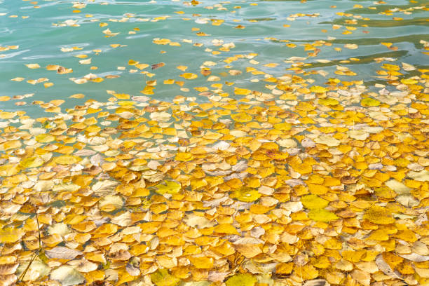 Free picture: yellow leaves, floating, water level, water, nature ...