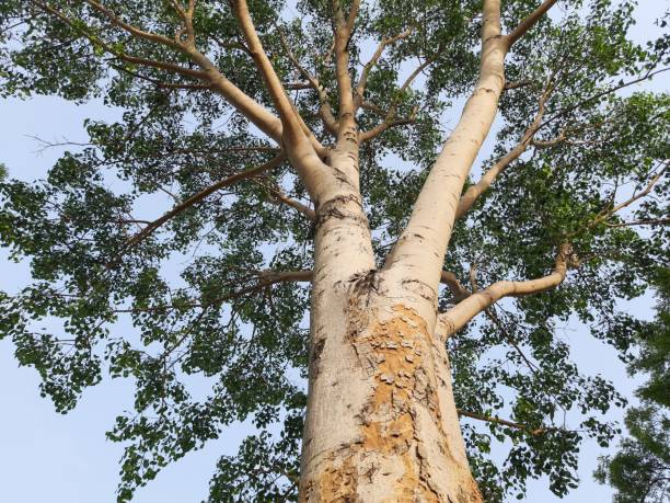 1000+ Peepal Tree Pictures | Download Free Images on Unsplash