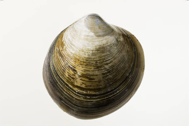 Clam Pictures | Download Free Images on Unsplash