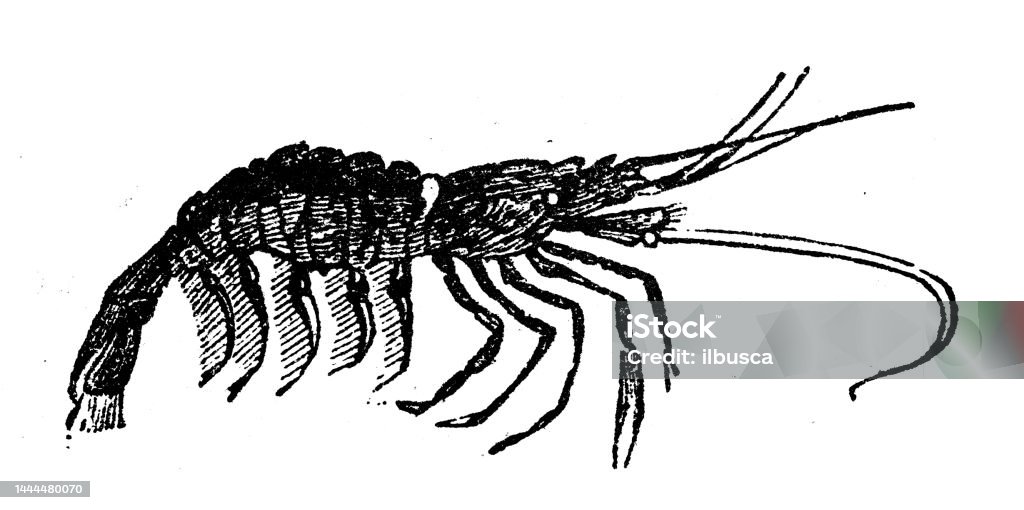 Antique Engraving Illustration Shrimp Stock Illustration - Download ... Antique Engraving Illustration Shrimp Stock Illustration - Download ...