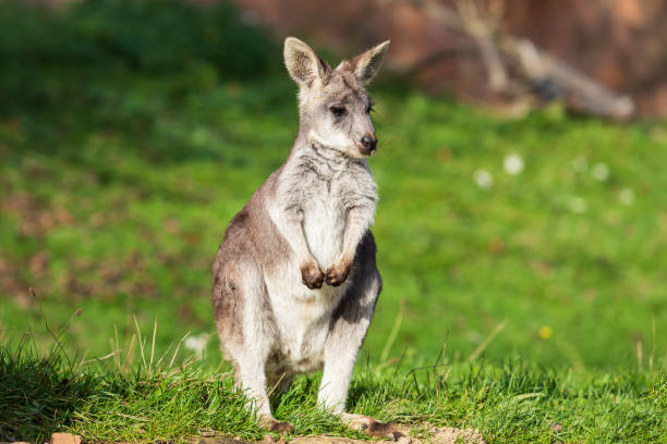 Free Stock Photo of Small Kangaroo Standing in Grass Field | Download ...