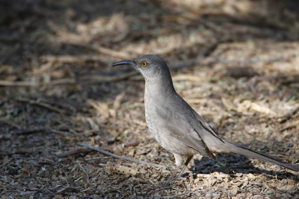 100+ Thrasher Pictures | Download Free Images on Unsplash