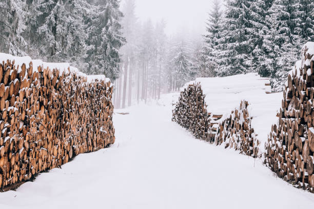 Free picture: mist, firewood, tree, nature, wood, winter, landscape ...