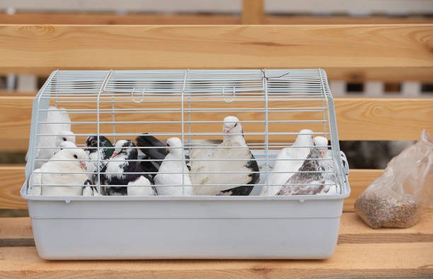 Free picture: black, brown, pigeon, cage