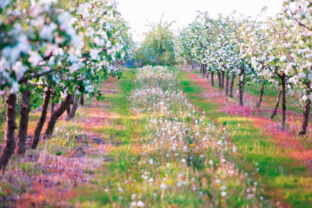 Free picture: orchard, flower, tree, flora, nature, landscape, branch
