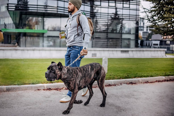 Man Walking Dog Pictures | Download Free Images on Unsplash