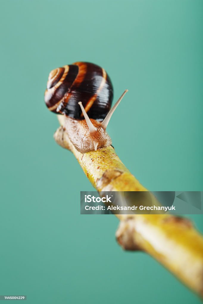 Siput Besar Dengan Tanduk Dan Cangkang Coklat Merangkak Di Sepanjang