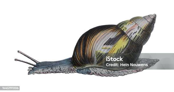 Giant African Land Snail Vintage Color Illustration Isolated On White