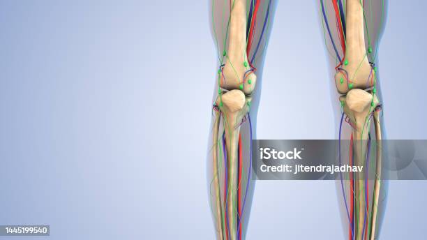 Human Leg Anatomy With Skeleton Arteries Veins Nerves And Lymph Nodes ... Human Leg Anatomy With Skeleton Arteries Veins Nerves And Lymph Nodes ...