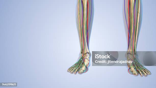 Human Leg Anatomy With Skeleton Arteries Veins Nerves And Lymph Nodes ... Human Leg Anatomy With Skeleton Arteries Veins Nerves And Lymph Nodes ...
