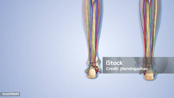Human Leg Anatomy With Skeleton Arteries Veins Nerves And Lymph Nodes ... Human Leg Anatomy With Skeleton Arteries Veins Nerves And Lymph Nodes ...
