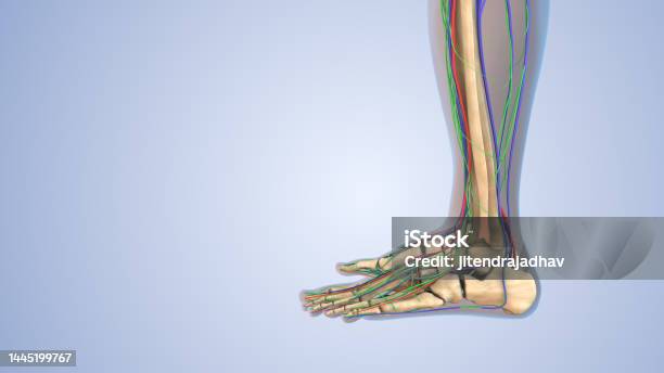 Human Leg Anatomy With Skeleton Arteries Veins Nerves And Lymph Nodes ... Human Leg Anatomy With Skeleton Arteries Veins Nerves And Lymph Nodes ...