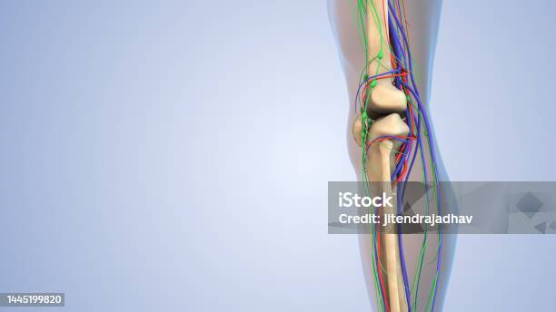 Human Leg Anatomy With Skeleton Arteries Veins Nerves And Lymph Nodes ... Human Leg Anatomy With Skeleton Arteries Veins Nerves And Lymph Nodes ...