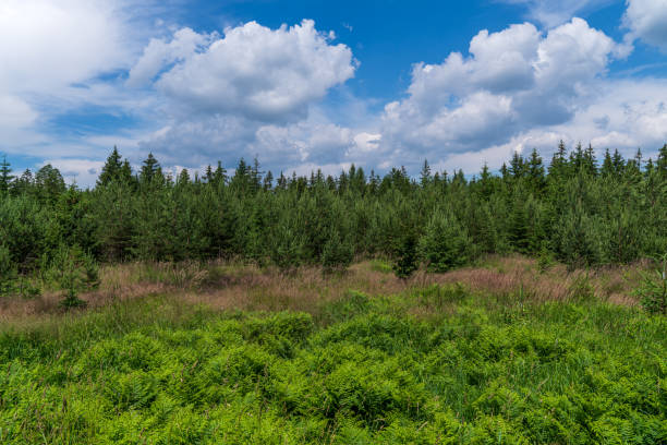 500+ Grass Land Pictures [HD] | Download Free Images on Unsplash
