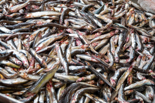 Anchovy Pictures | Download Free Images on Unsplash