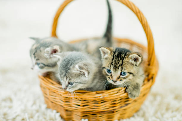 Small Cat Pictures | Download Free Images on Unsplash