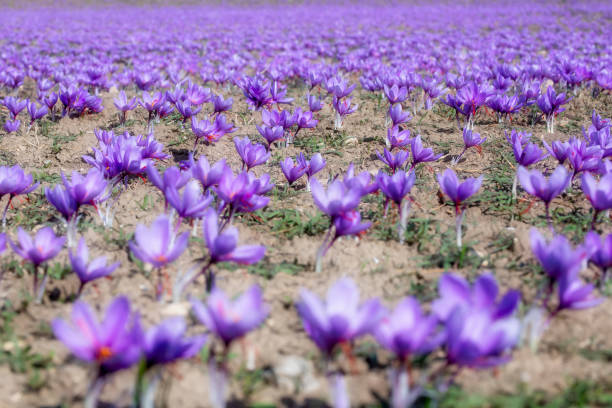 Free Stock Photo of Saffron Flower Field | Download Free Images and ...