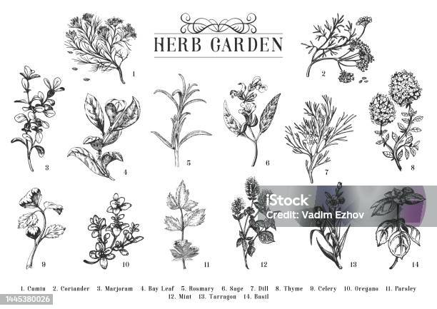 Jardin Dherbes Aromatiques Croquis Vectoriel Collection De Dessins