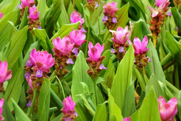 Crisp Flowers Pictures | Download Free Images on Unsplash