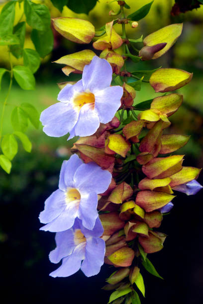 Blue Orchid Pictures | Download Free Images on Unsplash