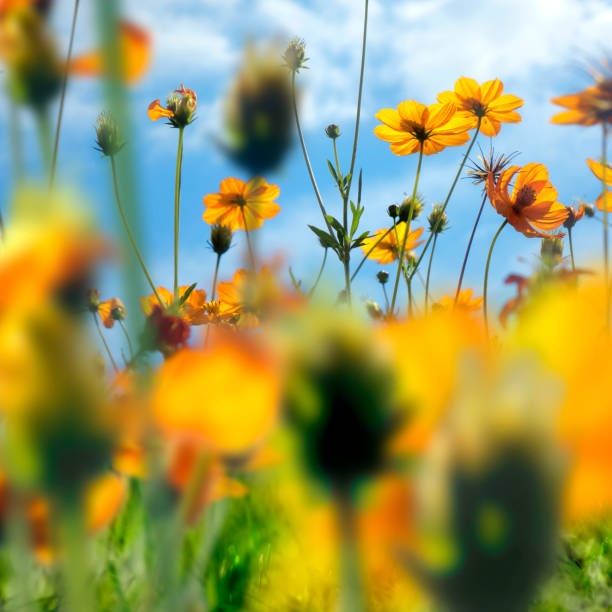 Soft Nature Pictures | Download Free Images on Unsplash