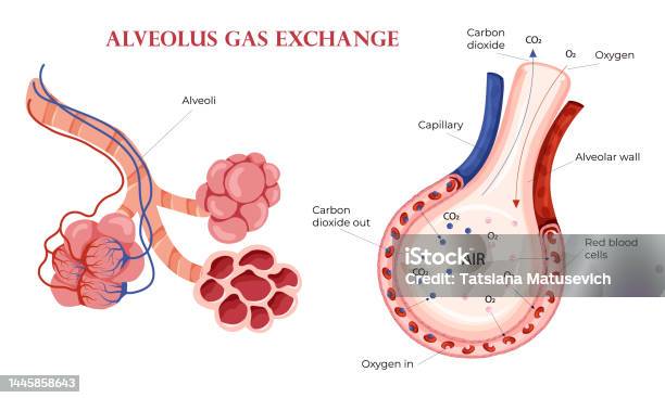Pertukaran Oksigen Dan Karbon Dioksida Alveoli Di Paruparu Ilustrasi