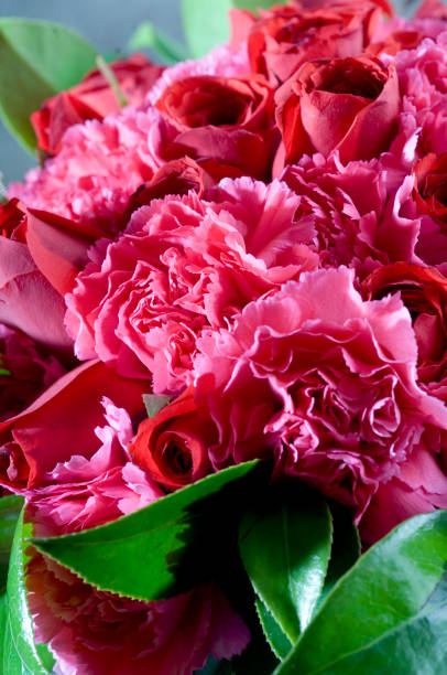 750+ Carnation Pictures | Download Free Images on Unsplash