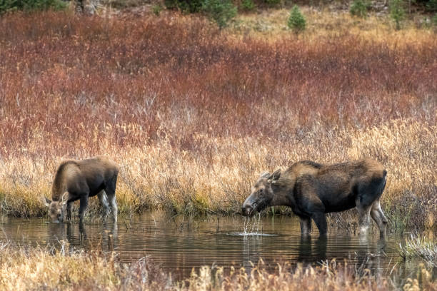 Free picture: female, moose, calf, water