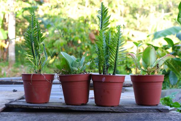 Gardem Pictures Download Free Images On Unsplash