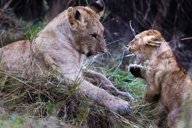 Angry Lion Pictures | Download Free Images on Unsplash