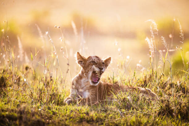 30k+ Lion Roar Pictures | Download Free Images on Unsplash