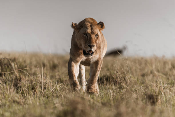 500+ Lioness Pictures | Download Free Images on Unsplash