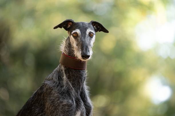 Galgo Pictures | Download Free Images on Unsplash