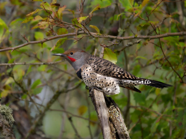 Free picture: northern flicker, bird, colaptes auratus, perching, tree ...