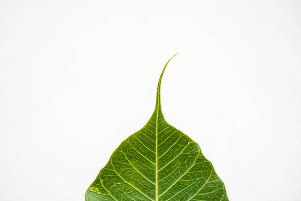 1000+ Peepal Tree Pictures | Download Free Images on Unsplash