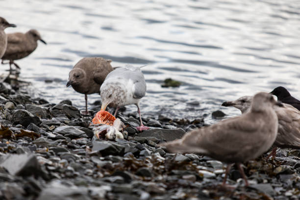 Free Stock Photo of Seagull Carrying Fish on Beach | Download Free ...