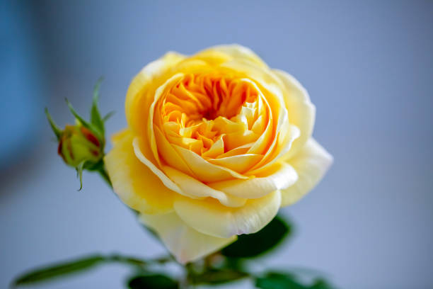 350+ Yellow Rose Pictures [HD] | Download Free Images on Unsplash