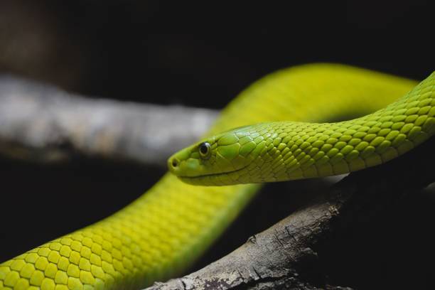30,000+ Mamba Pictures | Download Free Images on Unsplash