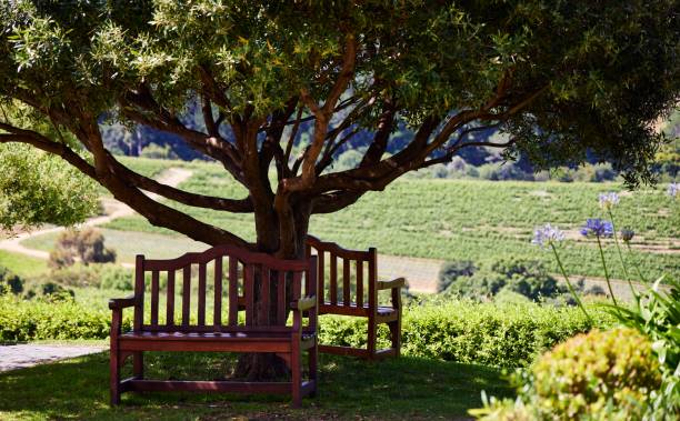 Free picture: Empty white bench underneath of tree on the coast with ...