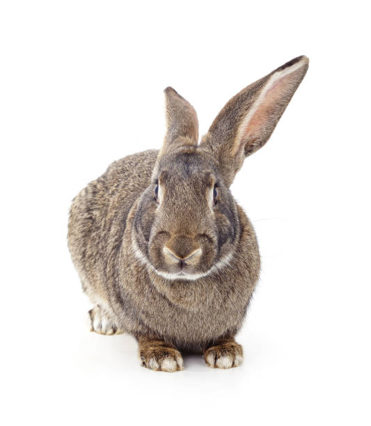 Big Rabbit